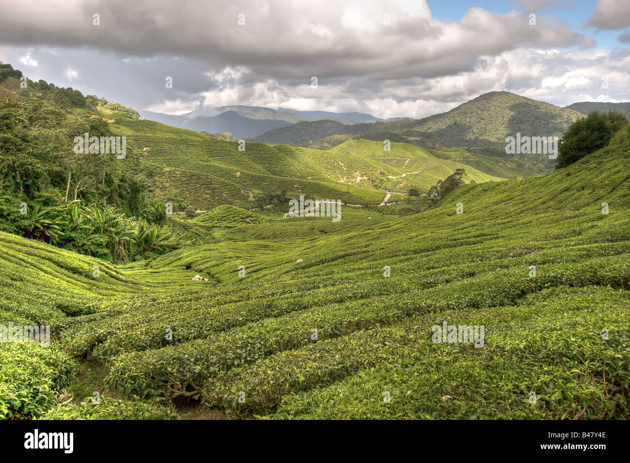 famous landscape of the tea plantations Cameron Highlands Malaysia ...