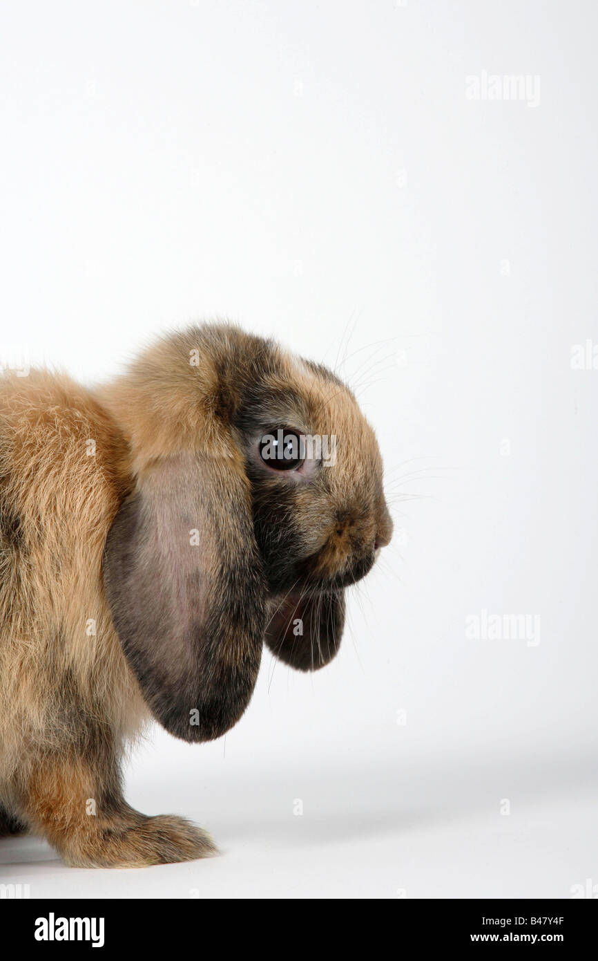 Netherlands Lop eared Dwarf Rabbit 11 weeks Domestic Rabbit Stock Photo ...