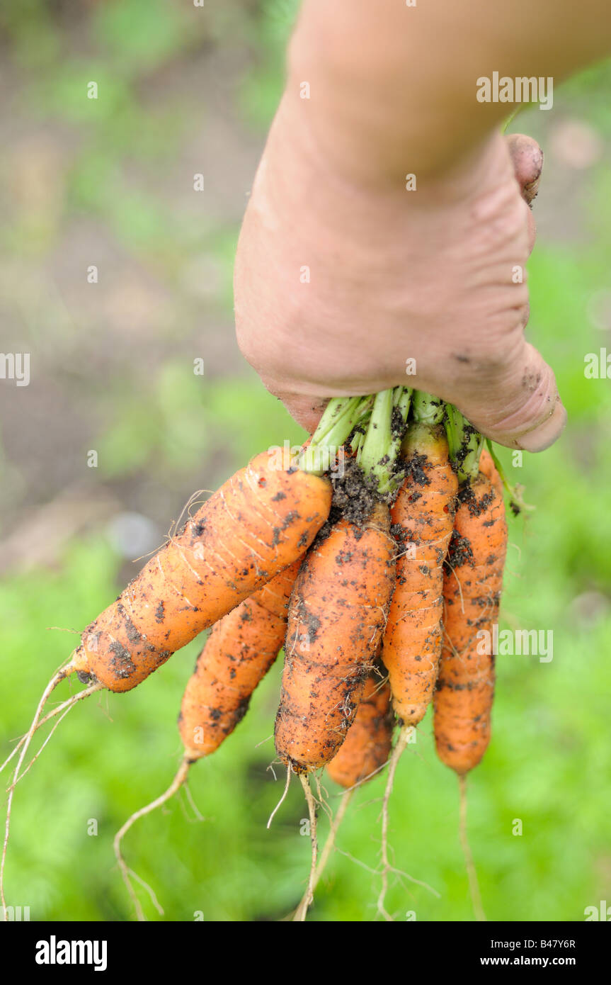 Gardeners hands pulling carrots Nanco UK Stock Photo - Alamy
