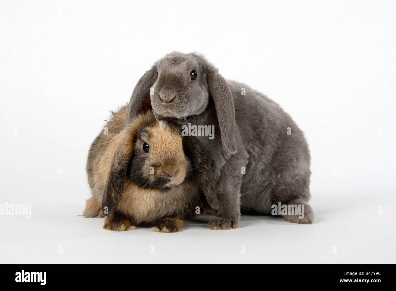 Netherlands Lop eared Dwarf Rabbit 11 weeks and Rex Lop eared Dwarf ...