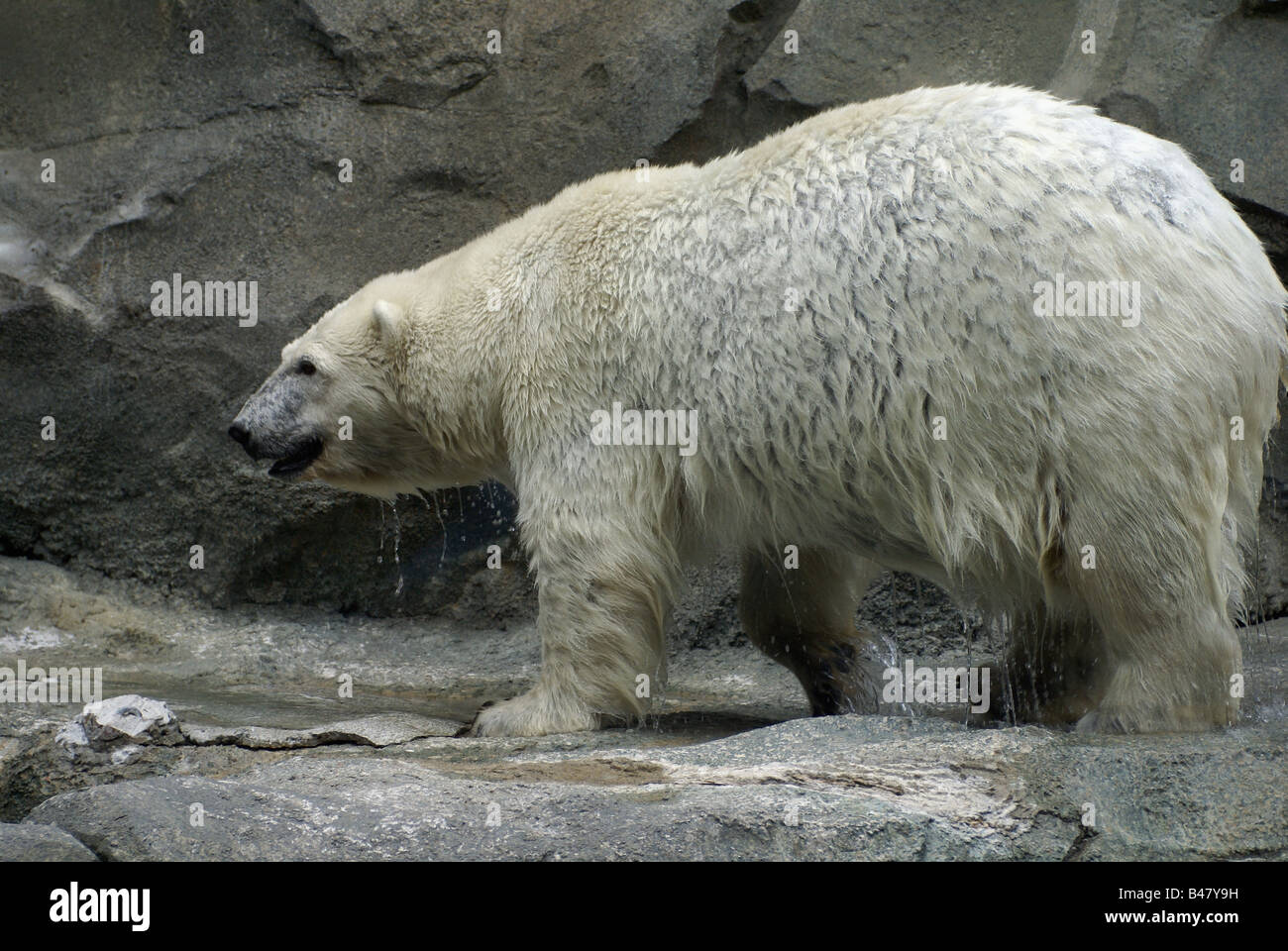 Bear dripping with water hi-res stock photography and images - Alamy