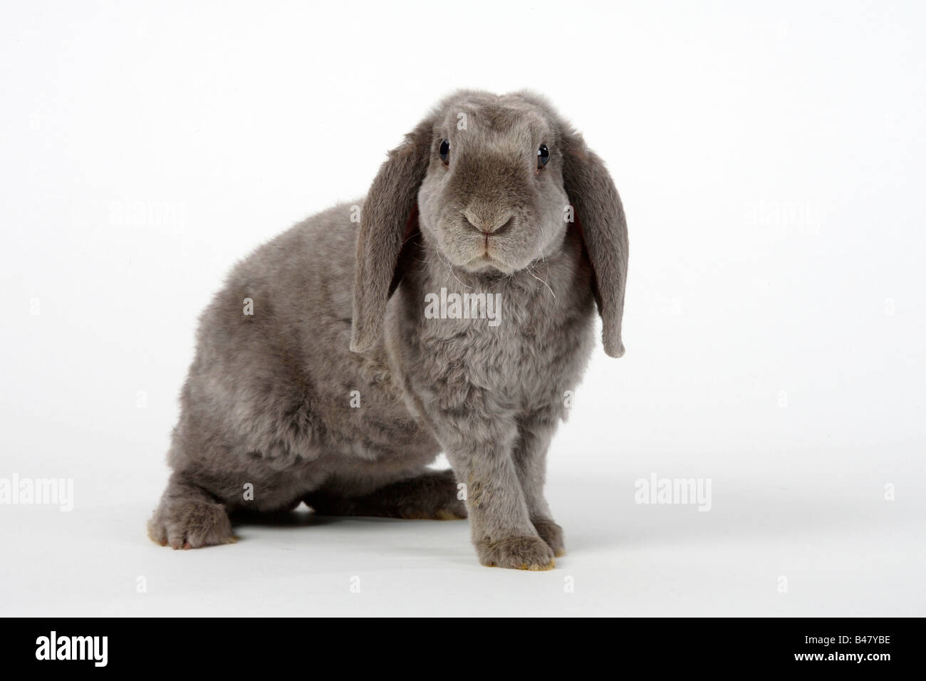 Rex Lop eared Dwarf Rabbit 14 weeks lilac Domestic Rabbit Stock Photo ...