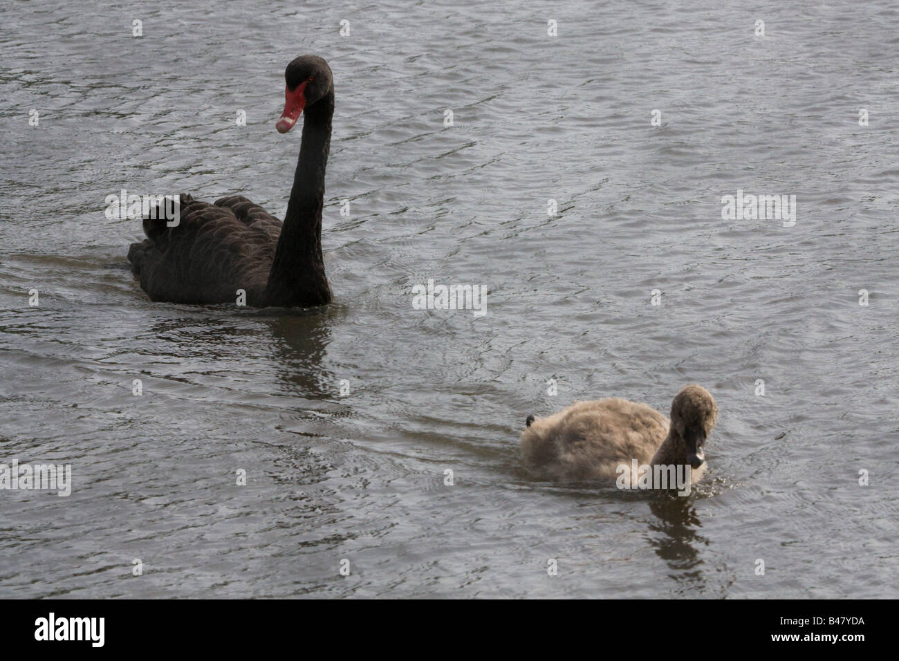Baby black swan hi-res stock photography and images - Alamy