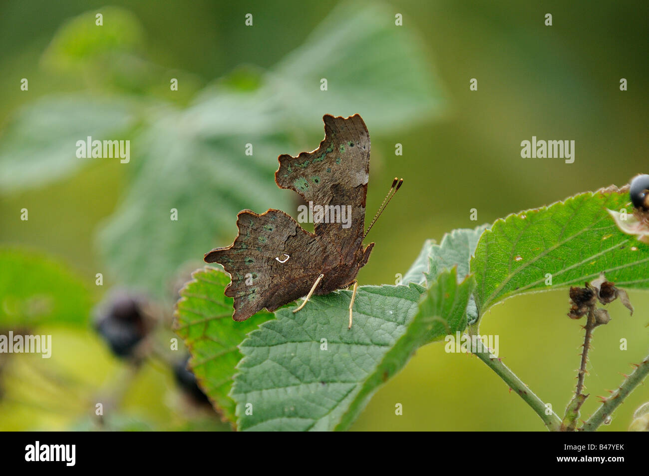Underwing butterfly hi-res stock photography and images - Alamy