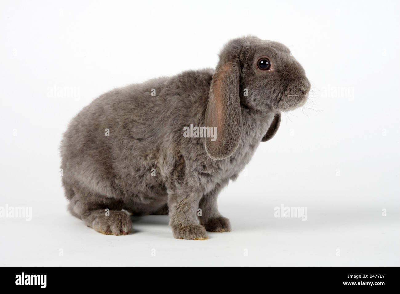 Rex Lop eared Dwarf Rabbit 14 weeks lilac Domestic Rabbit Stock Photo ...