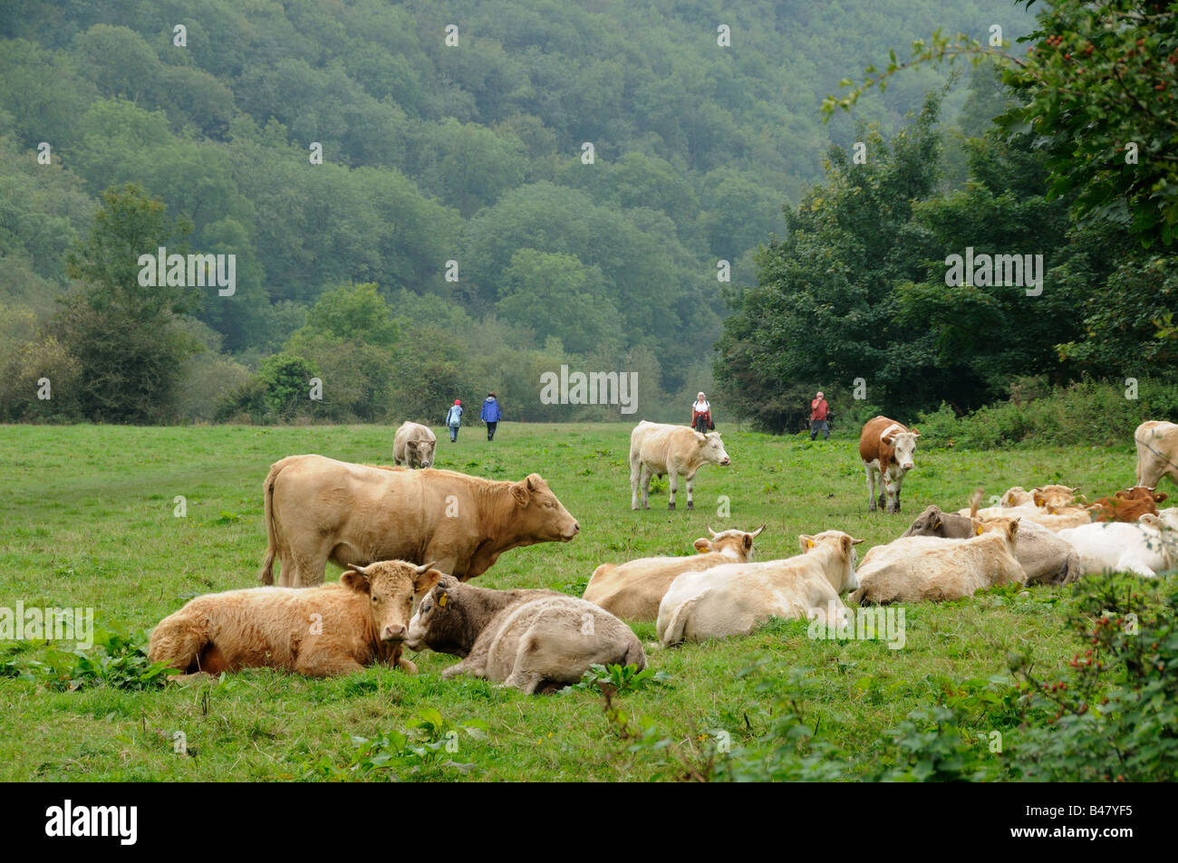 Cattle and walkers Monsal Vale Peak district Uk September Stock Photo ...