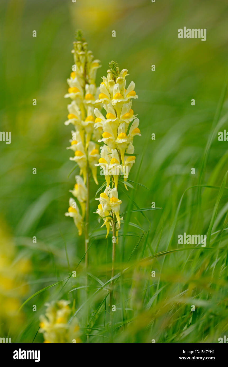 Common toadflax linaria vulgaris flowering spikes on roaside verge ...