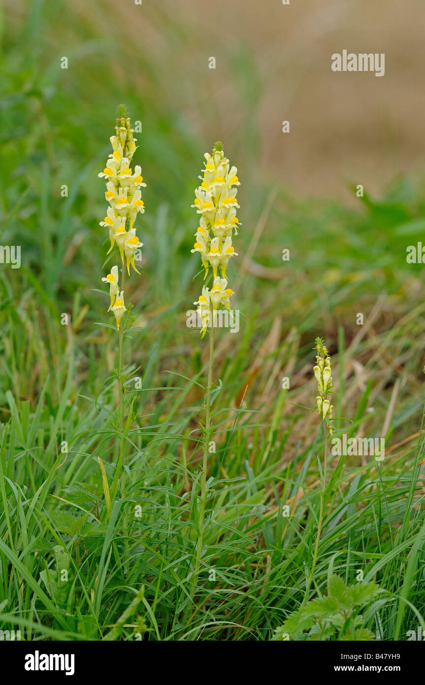 Common toadflax linaria vulgaris flowering spikes on roaside verge ...