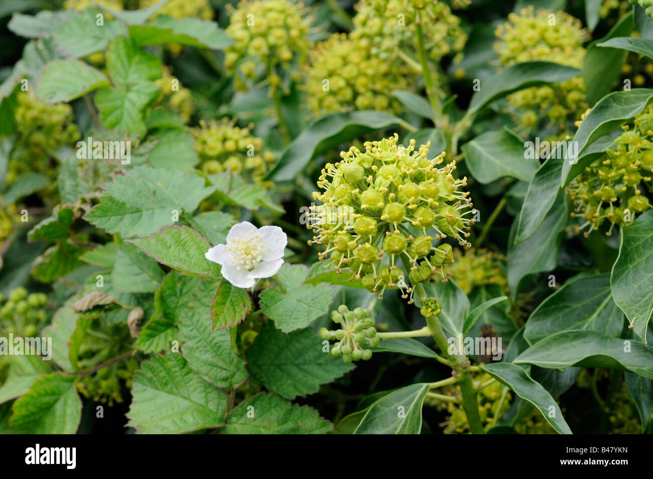 Summer hedgerow flowers hi-res stock photography and images - Alamy