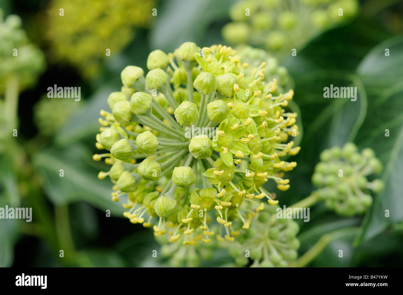 Flower cluster of Common Ivy Hedera Helix close up shot showing open ...