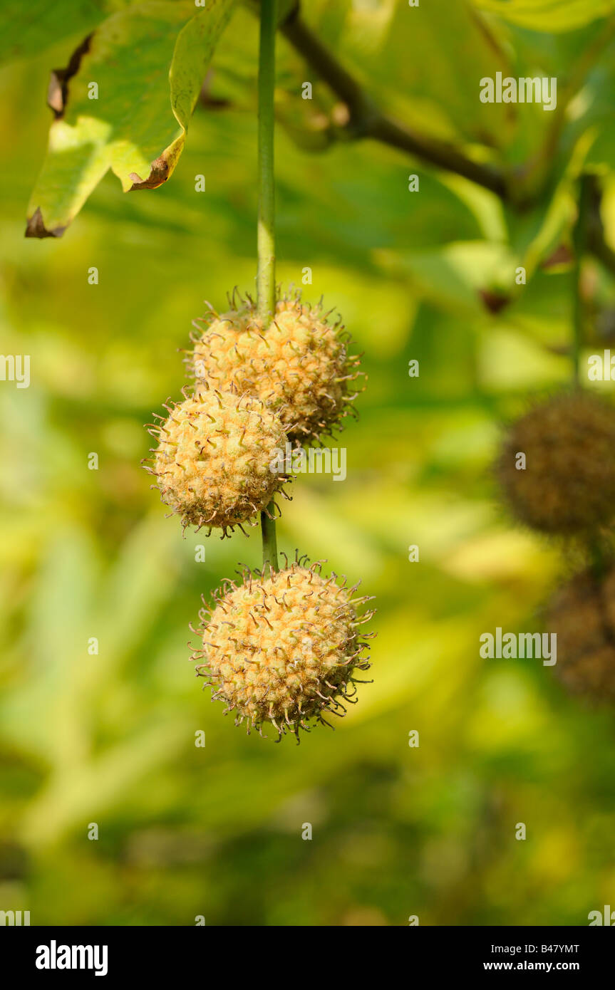 London plane tree london hi-res stock photography and images - Alamy