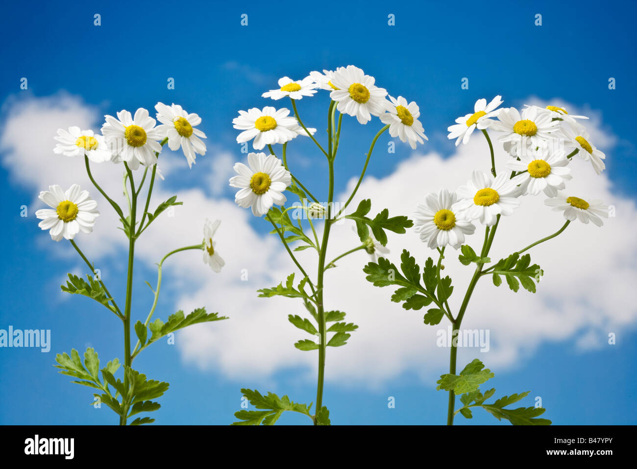 Many white and yellow flowers of feverfew hi-res stock photography and ...