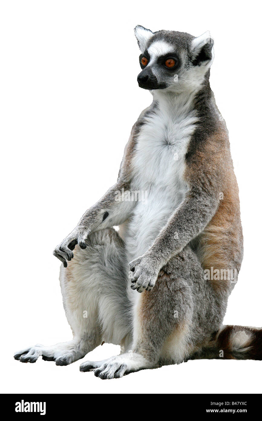 Lemurs and madagascar Cut Out Stock Images & Pictures - Alamy