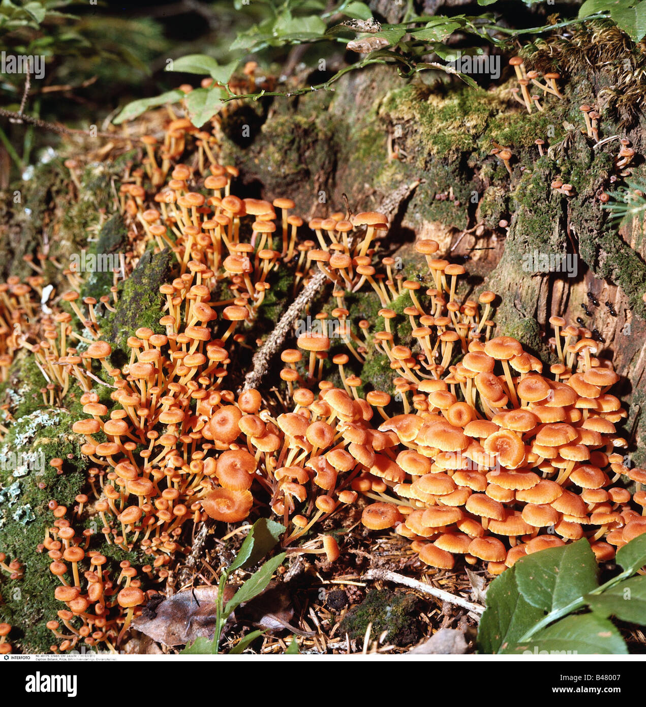 botany, fungi, Xeromphalina, Golden Trumpets, (Xeromphalina campanella ...
