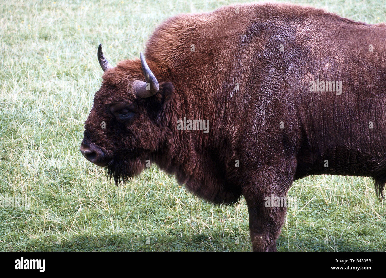 European bisons hi-res stock photography and images - Alamy