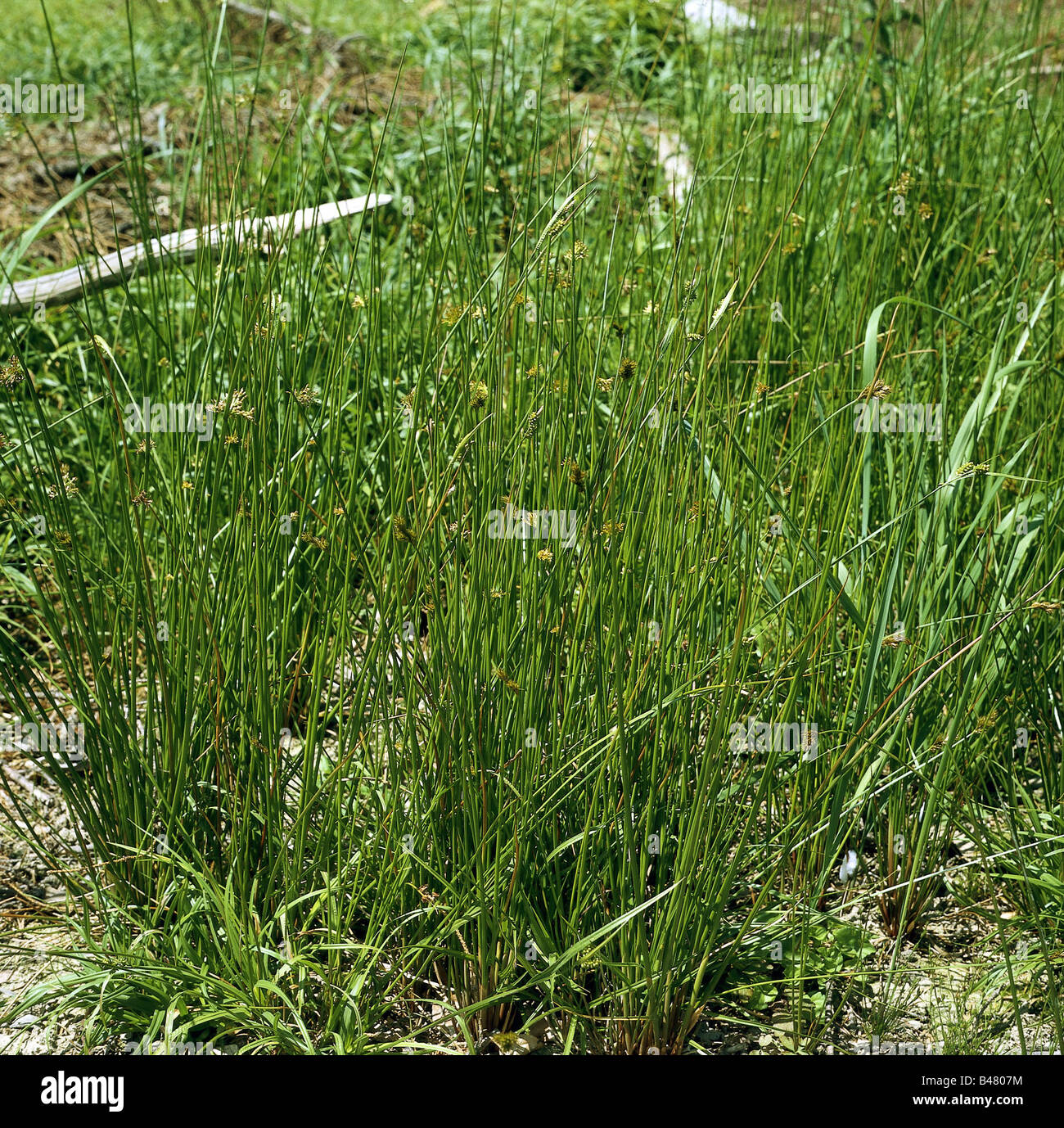 botany, Club-rush, (Schoenoplectus), Common Club-rush, (Schoenoplectus ...