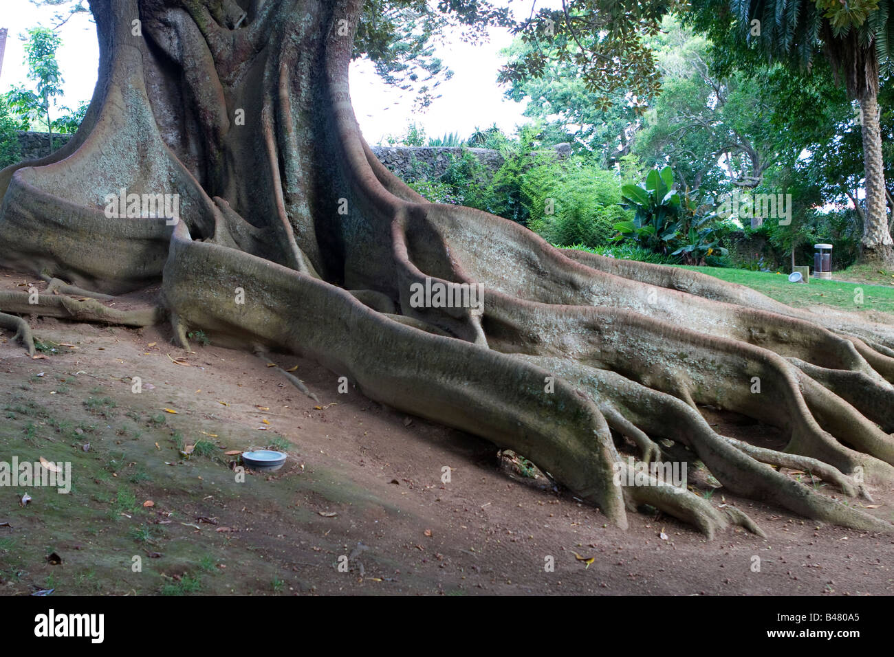 Azores. The root of kautschuk tree in Jardim Antònio Borges Stock Photo ...
