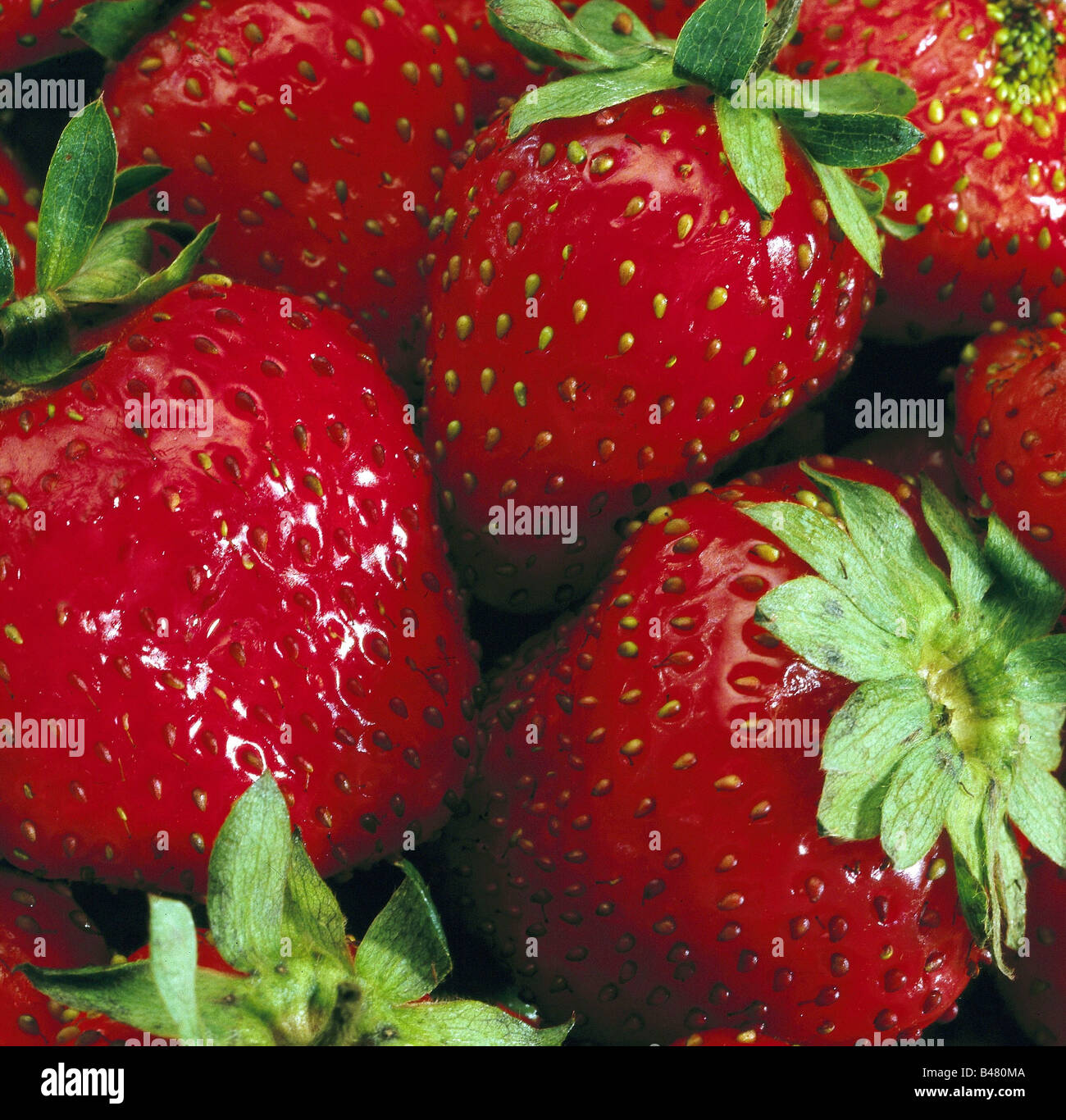 botany, Strawberry, (Fragaria), strawberries, croped, crop, trade, sale ...