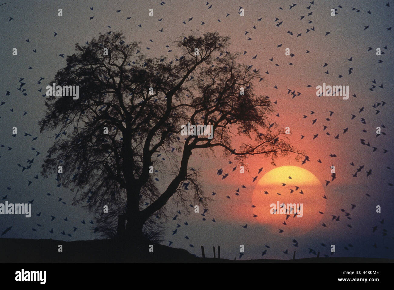zoology / animals, avian / birds, swarm of birds in sunset, animal ...