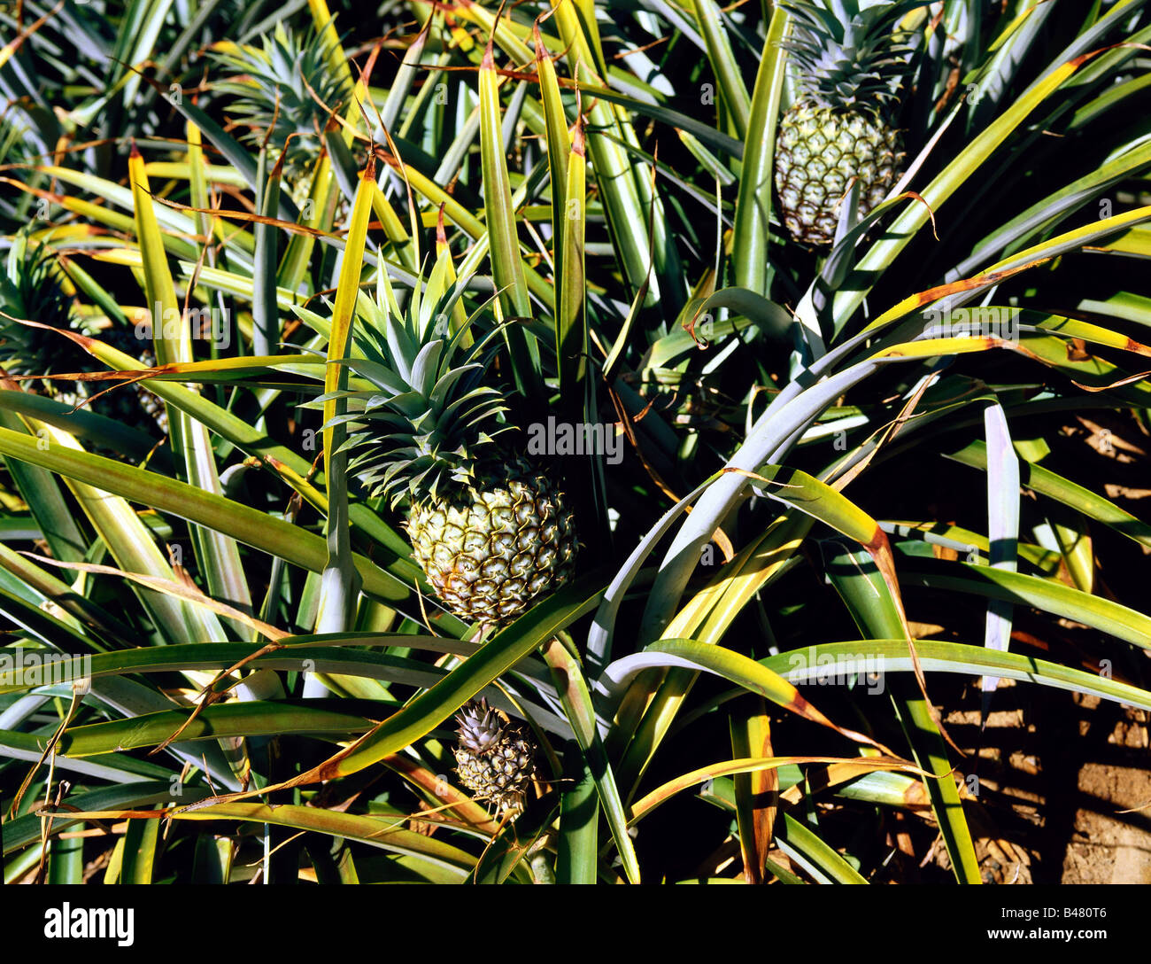 Guani nana hi-res stock photography and images - Alamy