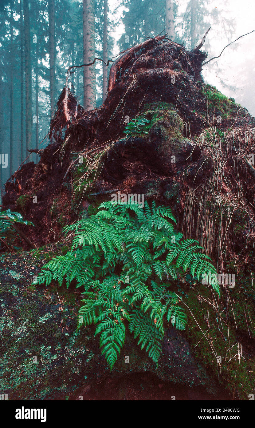 botany, fern, (Dryopteris), Narrow Buckler Fern, (Dryopteris ...