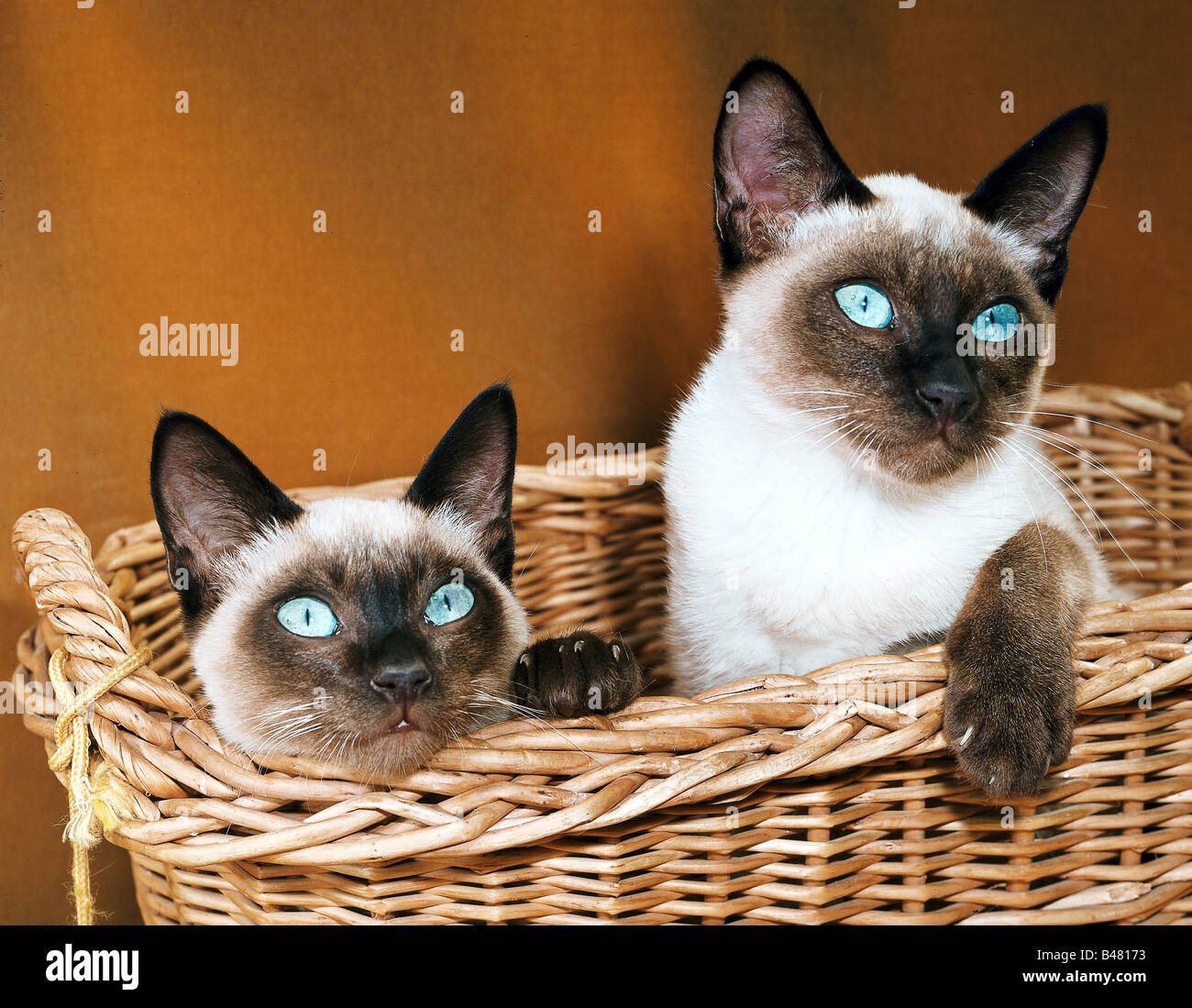 zoology / animals, mammal / mammalian, cats, (Felidae), Siamese cat ...