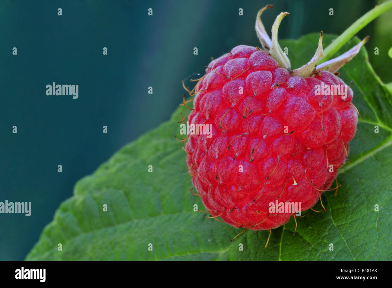 Red raspberry drupelet hi-res stock photography and images - Alamy