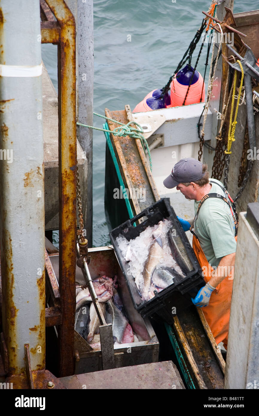 Landing fish at Chatham, Cape Cod, USA Stock Photo - Alamy