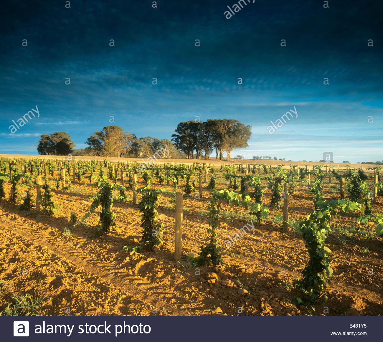 Rutherglen Australia Stock Photos & Rutherglen Australia Stock Images ...