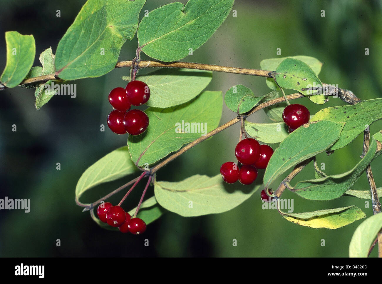 botany, Honeysuckle, (Lonicera), Fly Honeysuckle, (Lonicera xylosteum ...