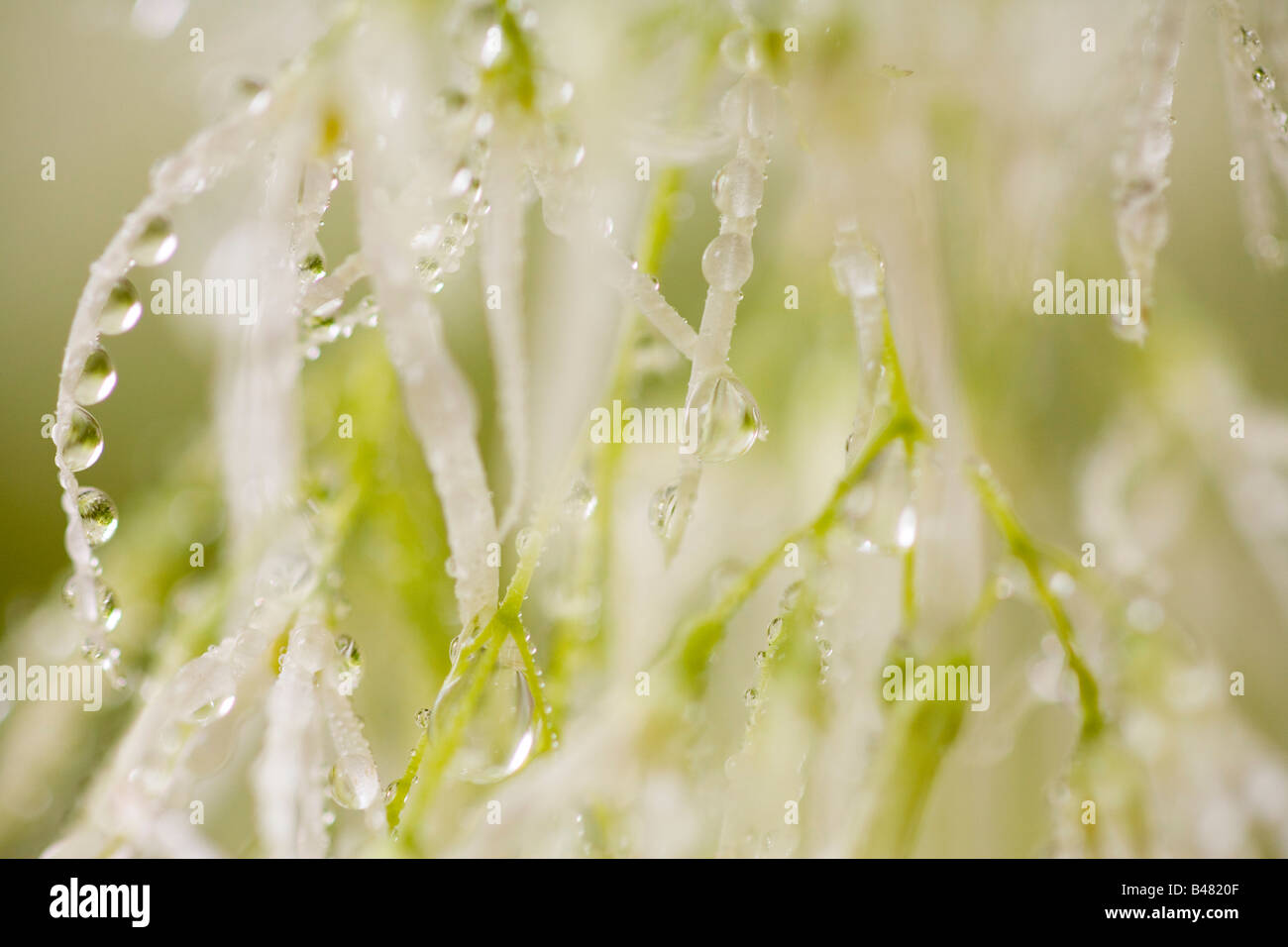 Morning dew on flowers Stock Photo - Alamy