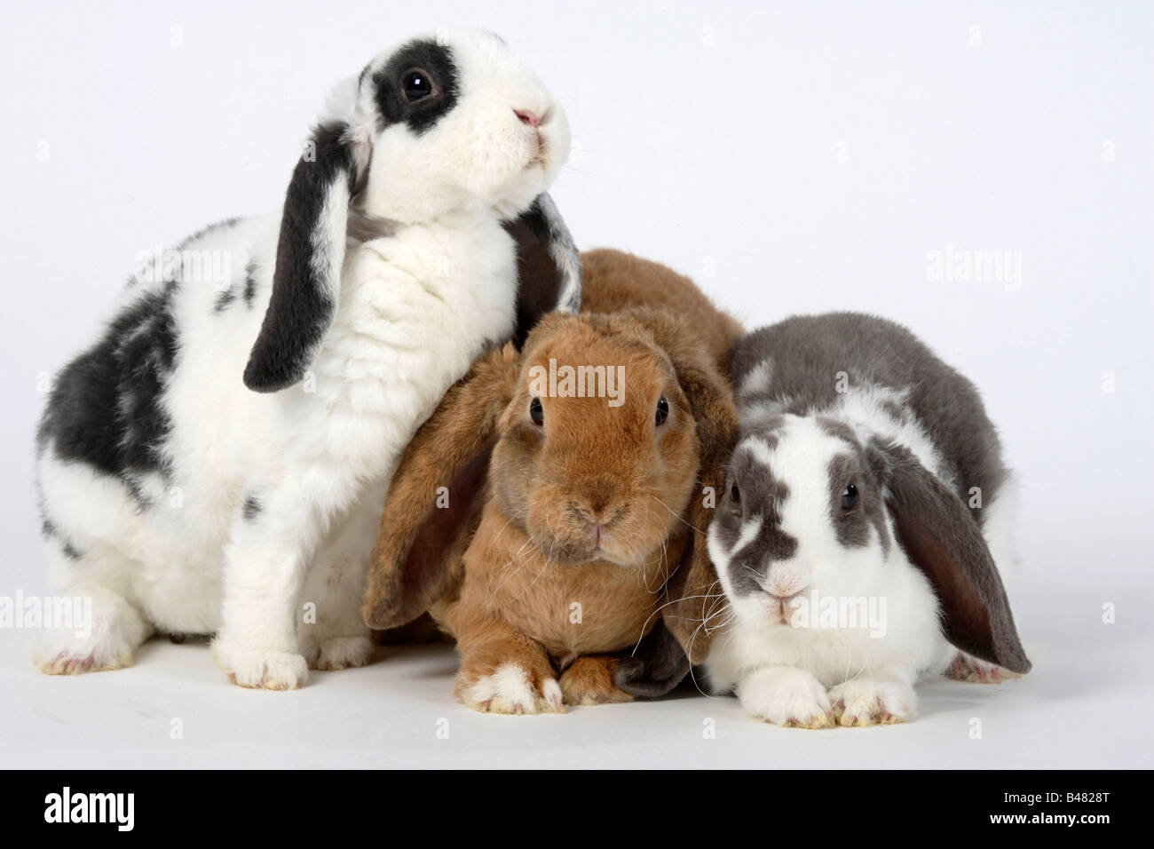 Rex Lop eared Dwarf Rabbits lilac white and blue white 14 weeks and ...