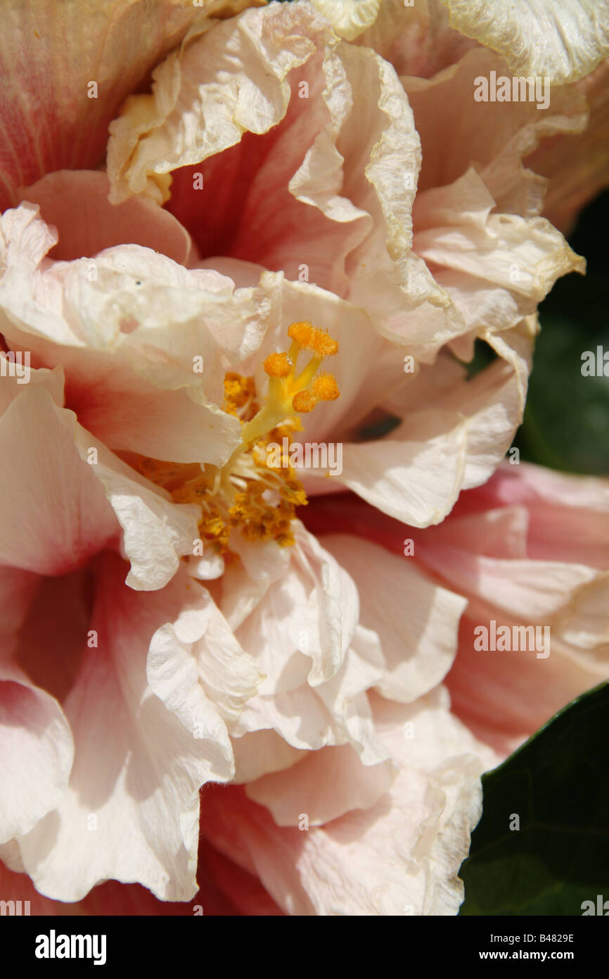 detail of detail of pink flower pollen stem head plant in garden Stock ...