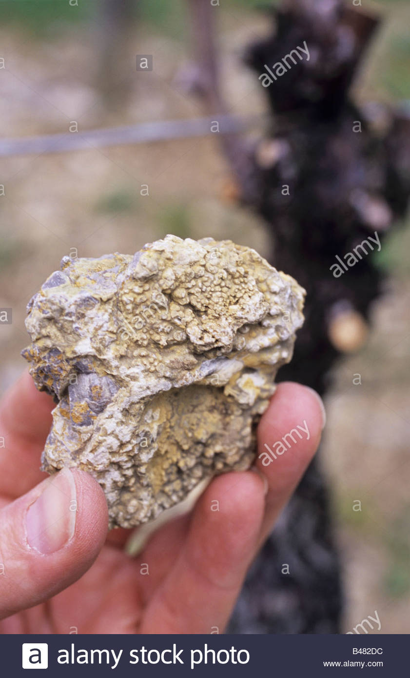 Shell Limestone Stock Photos & Shell Limestone Stock Images - Alamy