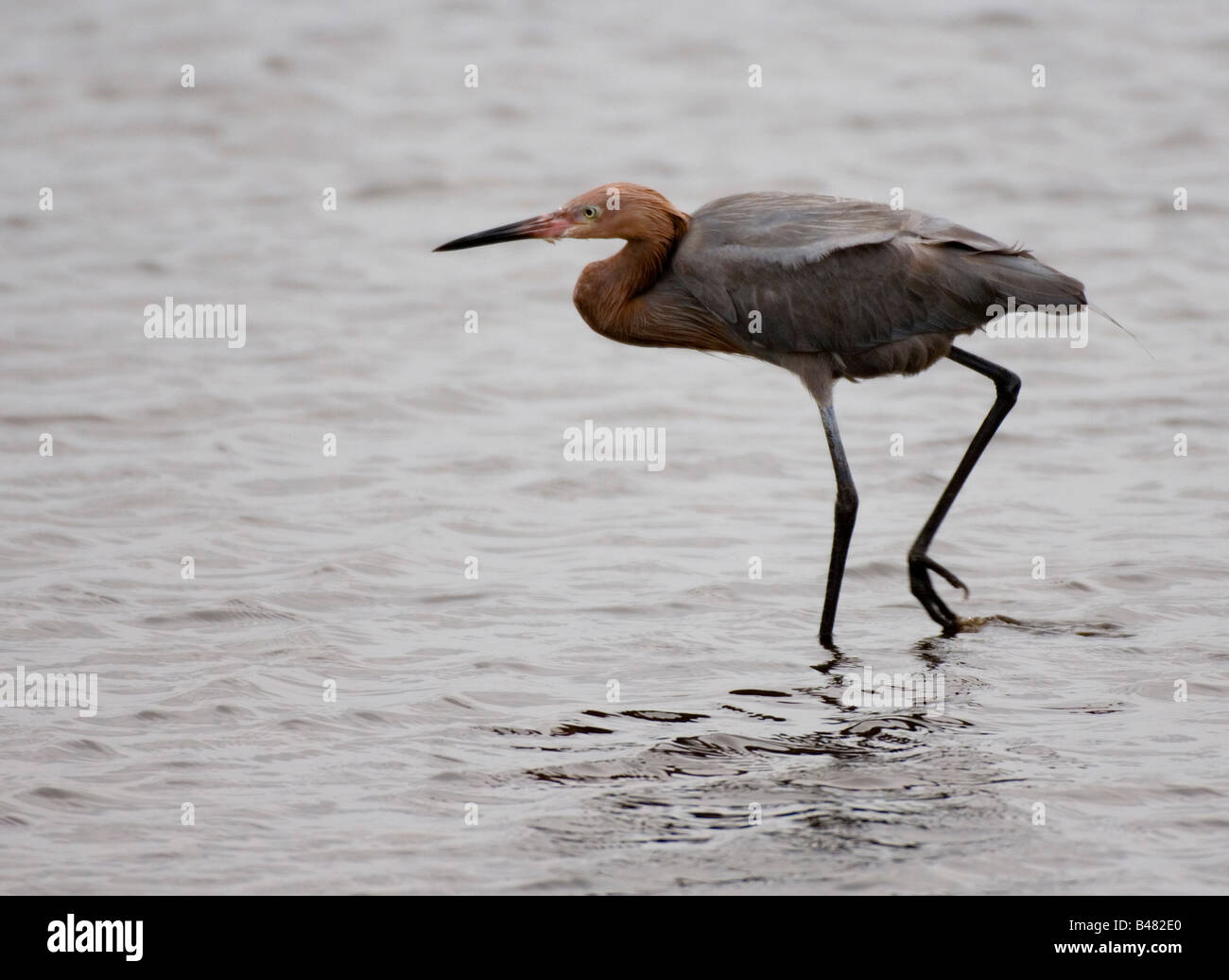 Wading bird hi-res stock photography and images - Alamy
