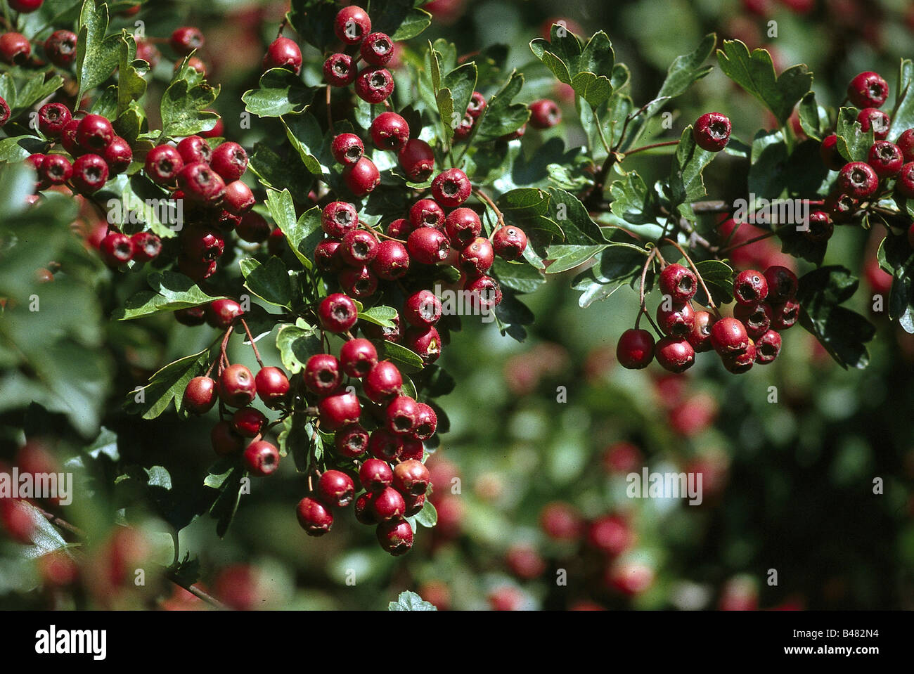 botany, Hawthorn, (Crataegus), Midland Hawthorn, (Crataegus laevigata ...