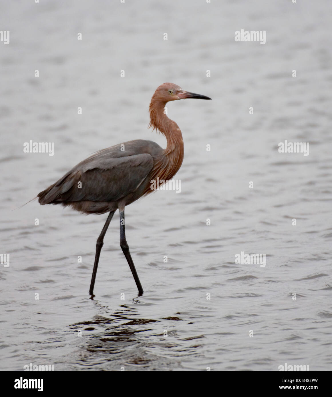 Wading bird hi-res stock photography and images - Alamy