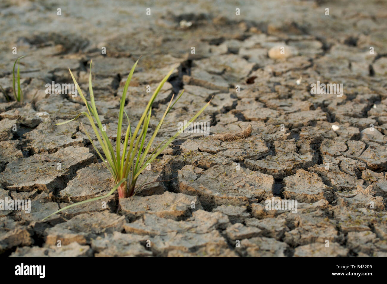 Struggling through drought Stock Photo - Alamy