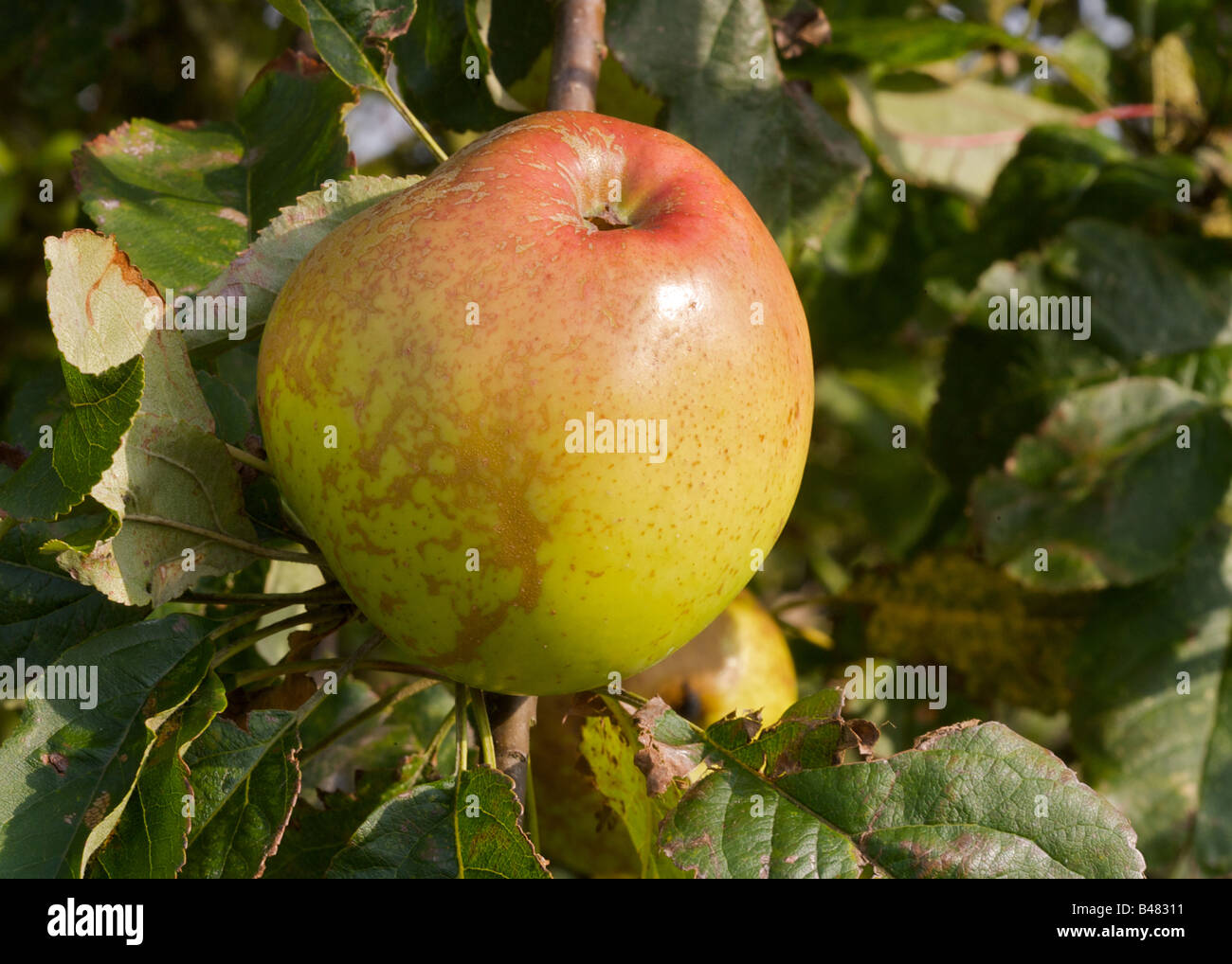 An eating apple Stock Photo - Alamy
