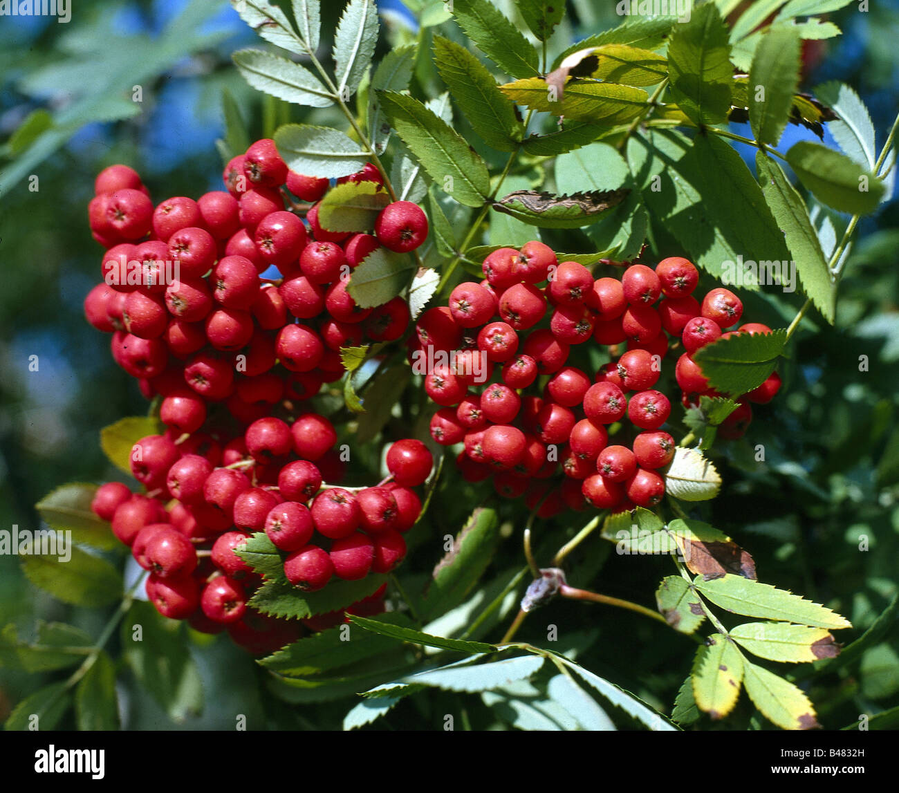 botany, Sorbus, (Sorbus), Mountain Ash, (Sorbus aucuparia), fruits, at ...