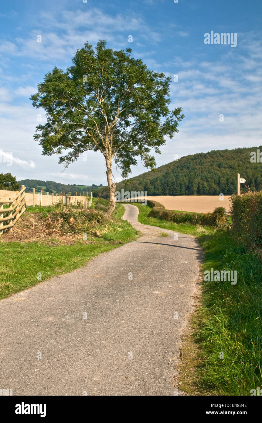 Sunny Lane High Resolution Stock Photography and Images - Alamy