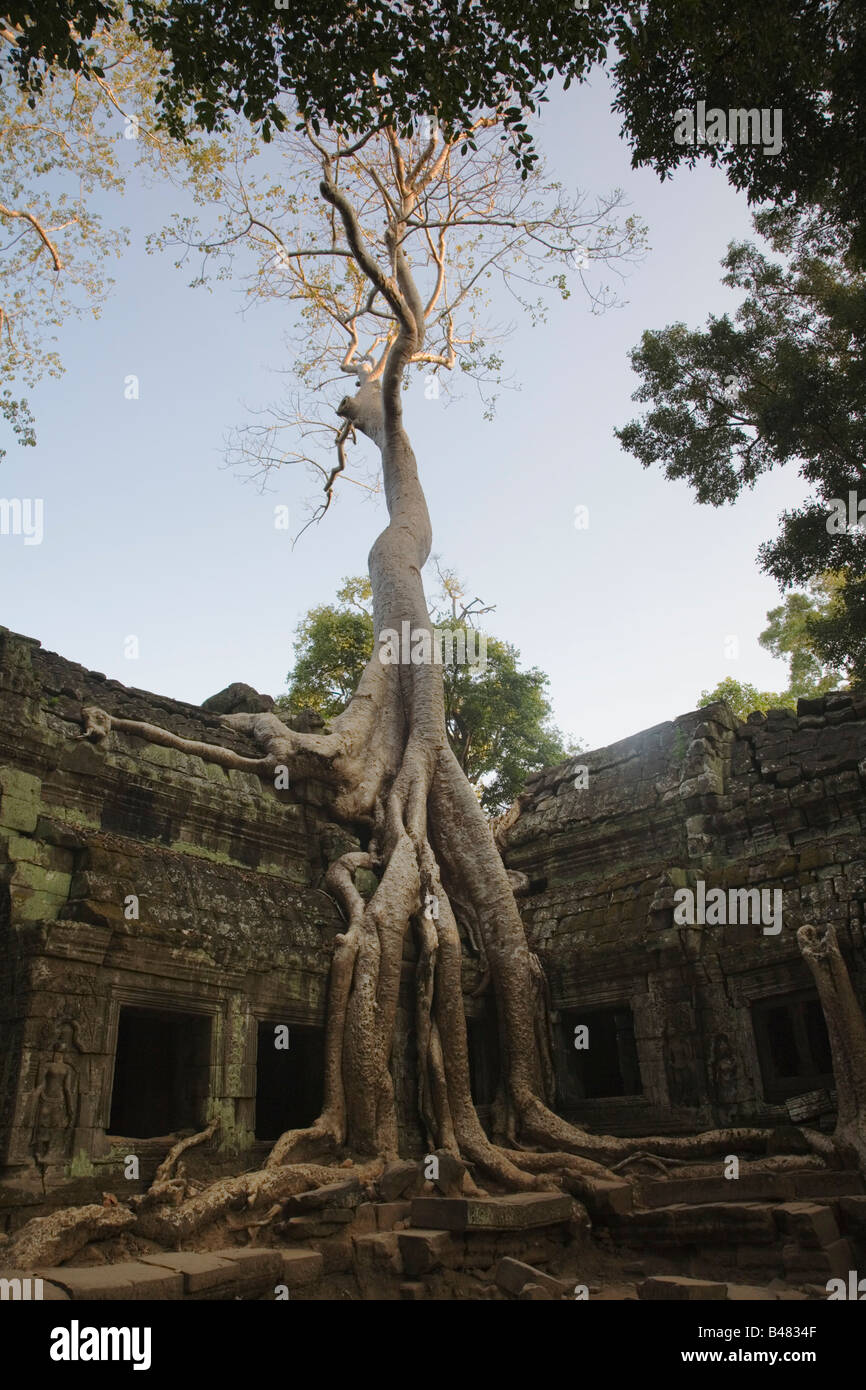 Kapok Tree (Ceiba pentandra), aka Silk Cotton Tree growing on a wall at ...