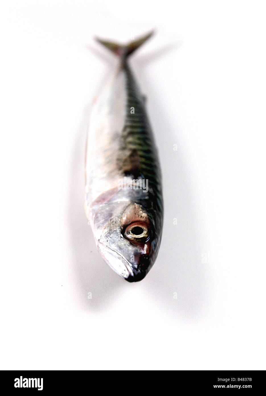 mackerel, fish, fresh Stock Photo - Alamy