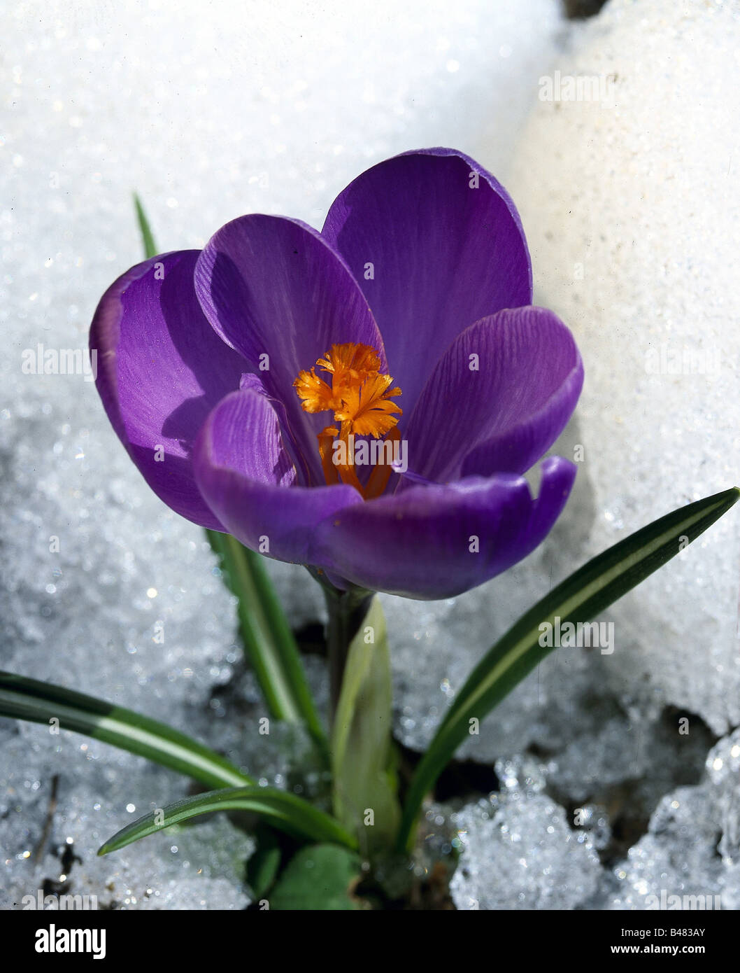 botany, crocus, (Crocus), cultiver in snow, winter, Iridaceae, Liliidae ...