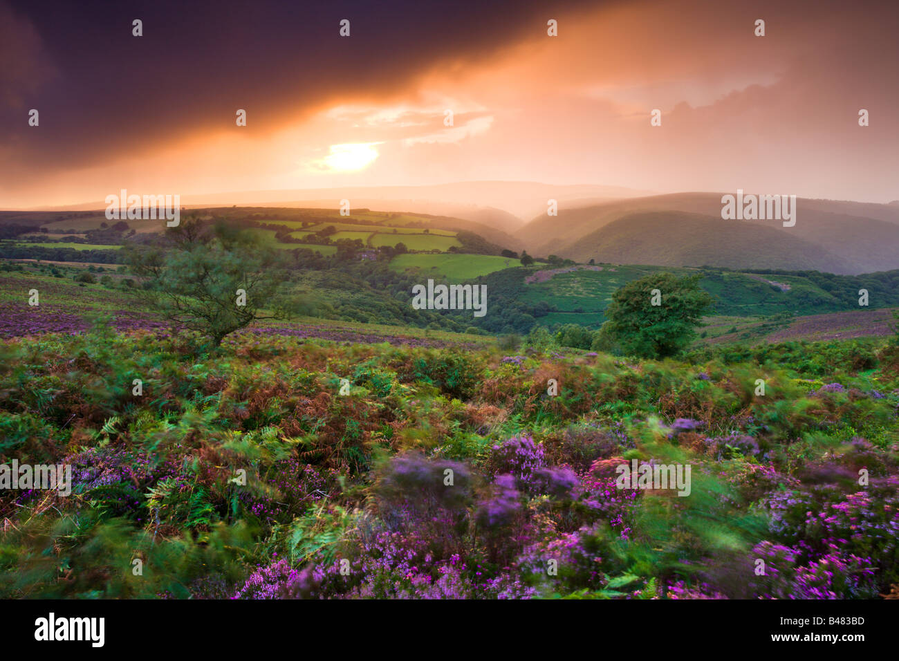 Stormy sunset over Exmoor moorland near Easter Hill Exmoor National ...