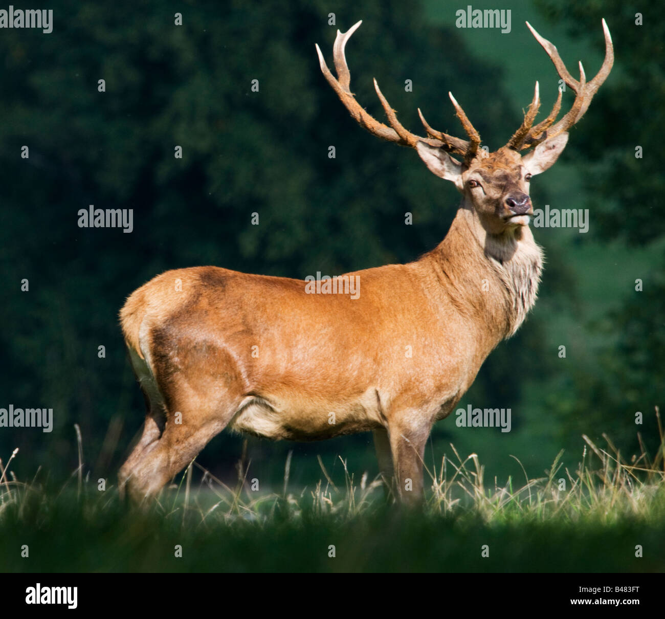 Male Red Deer stag (cervus elephus) Derbyshire Peak District England ...