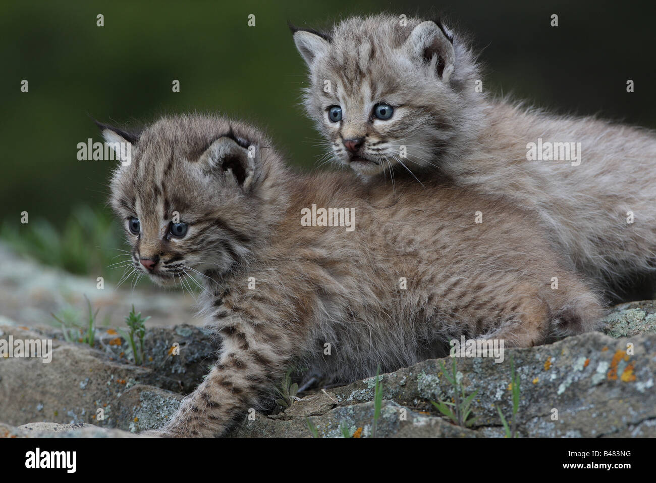 Juvenile bobcat hi-res stock photography and images - Alamy