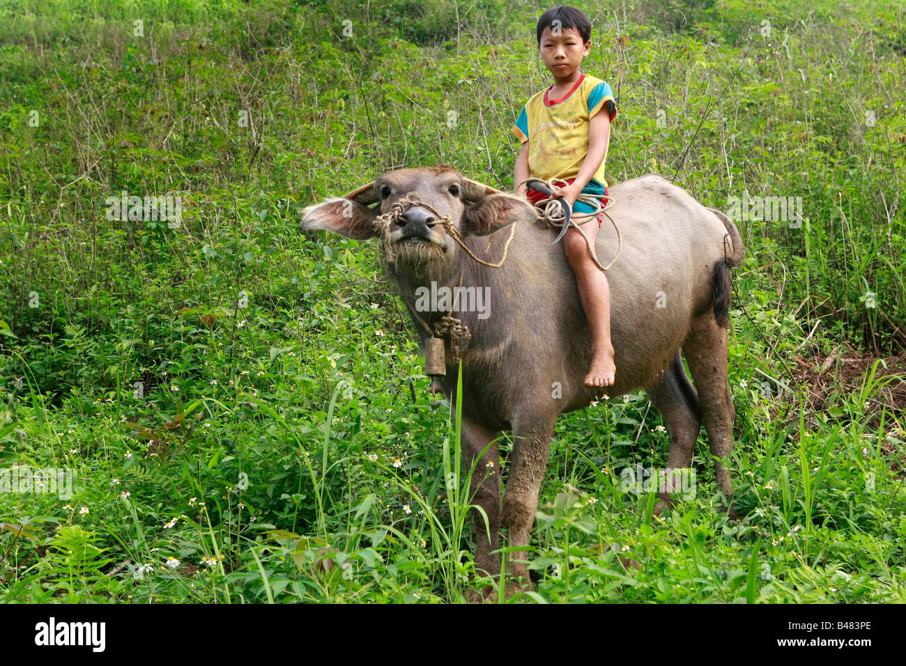 Boy on a buffalo, Ha Giang Province, Vietnam Stock Photo - Alamy