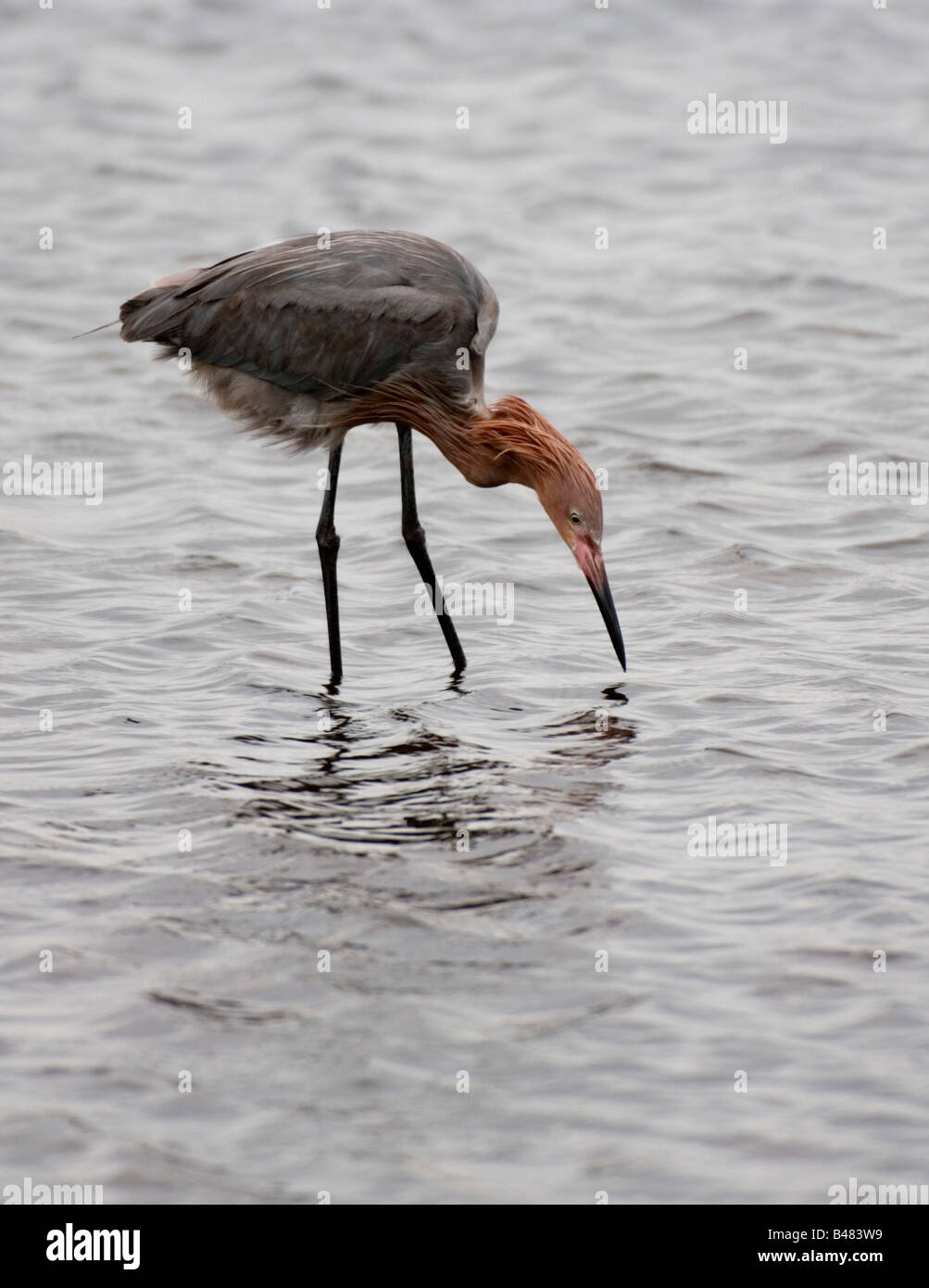 Reddish Heron stalking hunting wading bird Stock Photo - Alamy