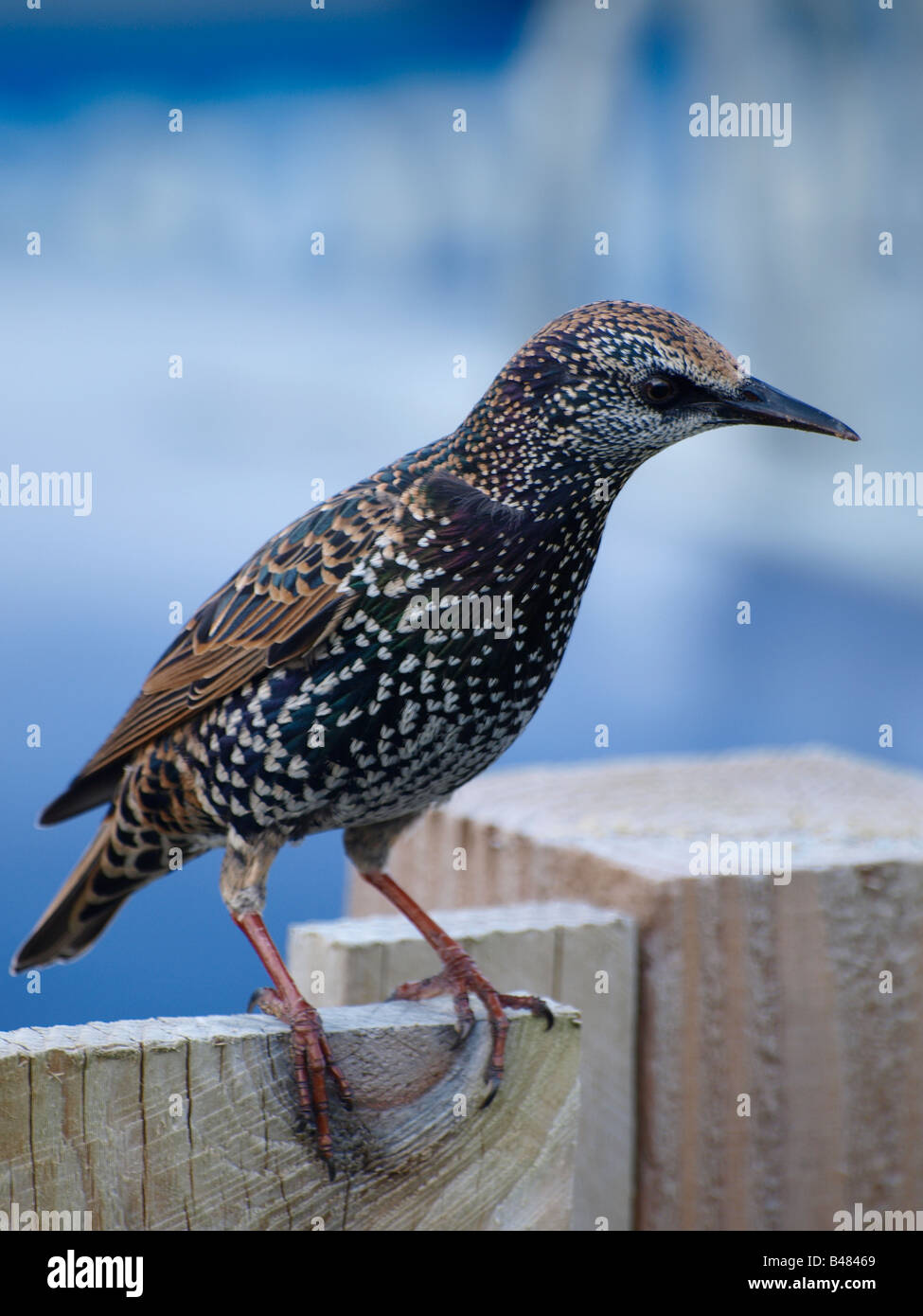 Starling, Sturnus vulgaris Stock Photo - Alamy